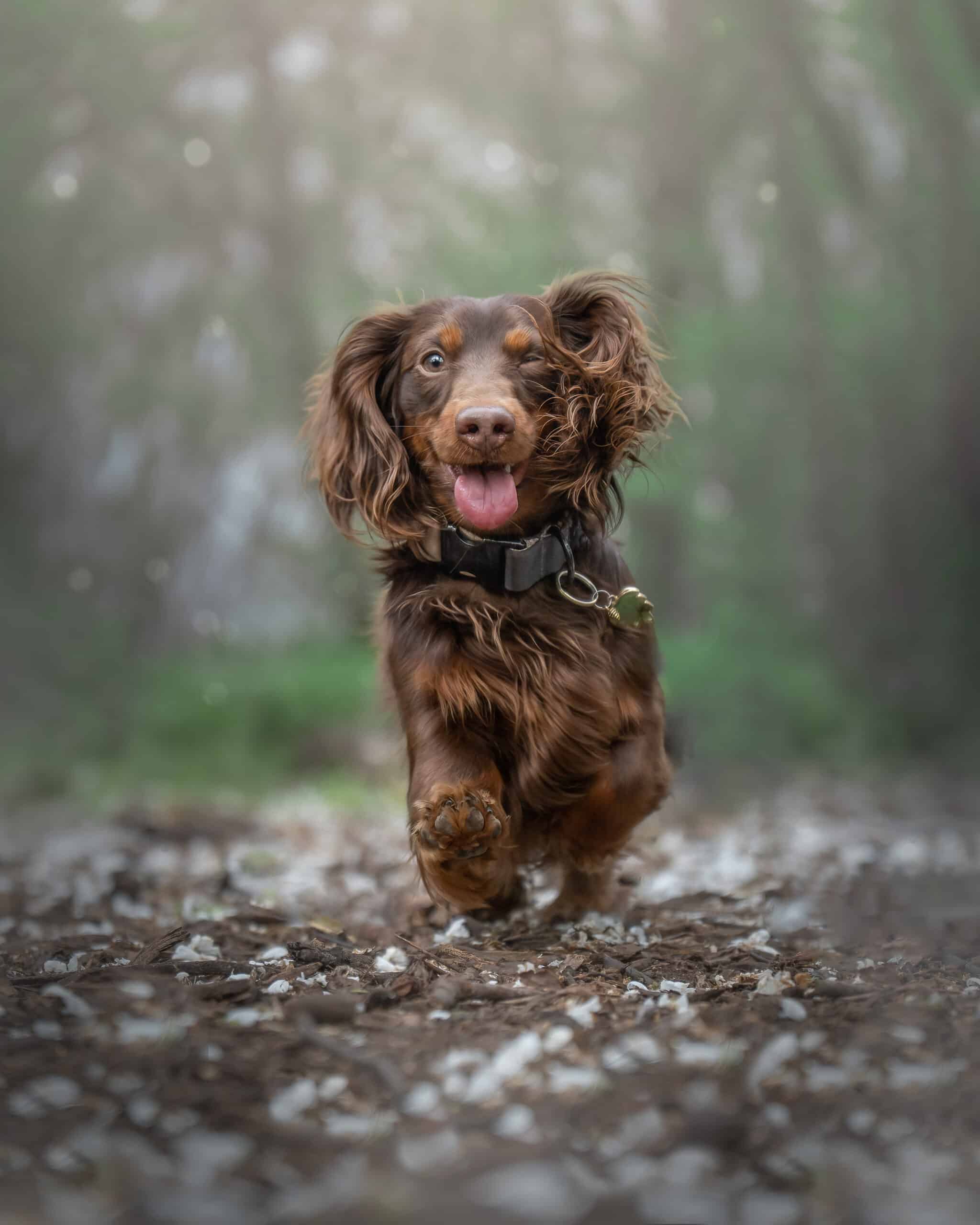 Olly Boon – London Dog Photographer